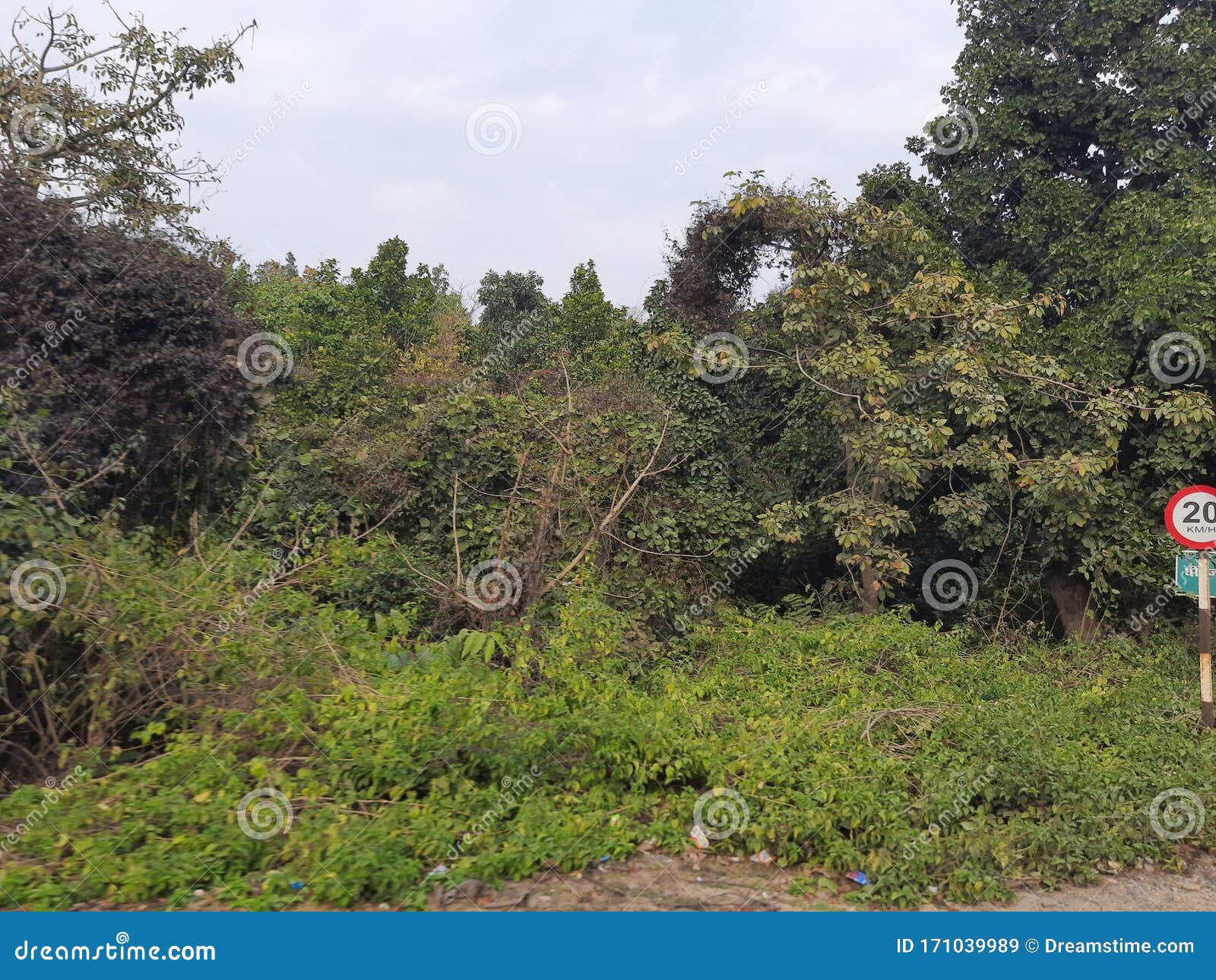 This is a Forest of Bihar India. Stock Image - Image of forest, bell ...