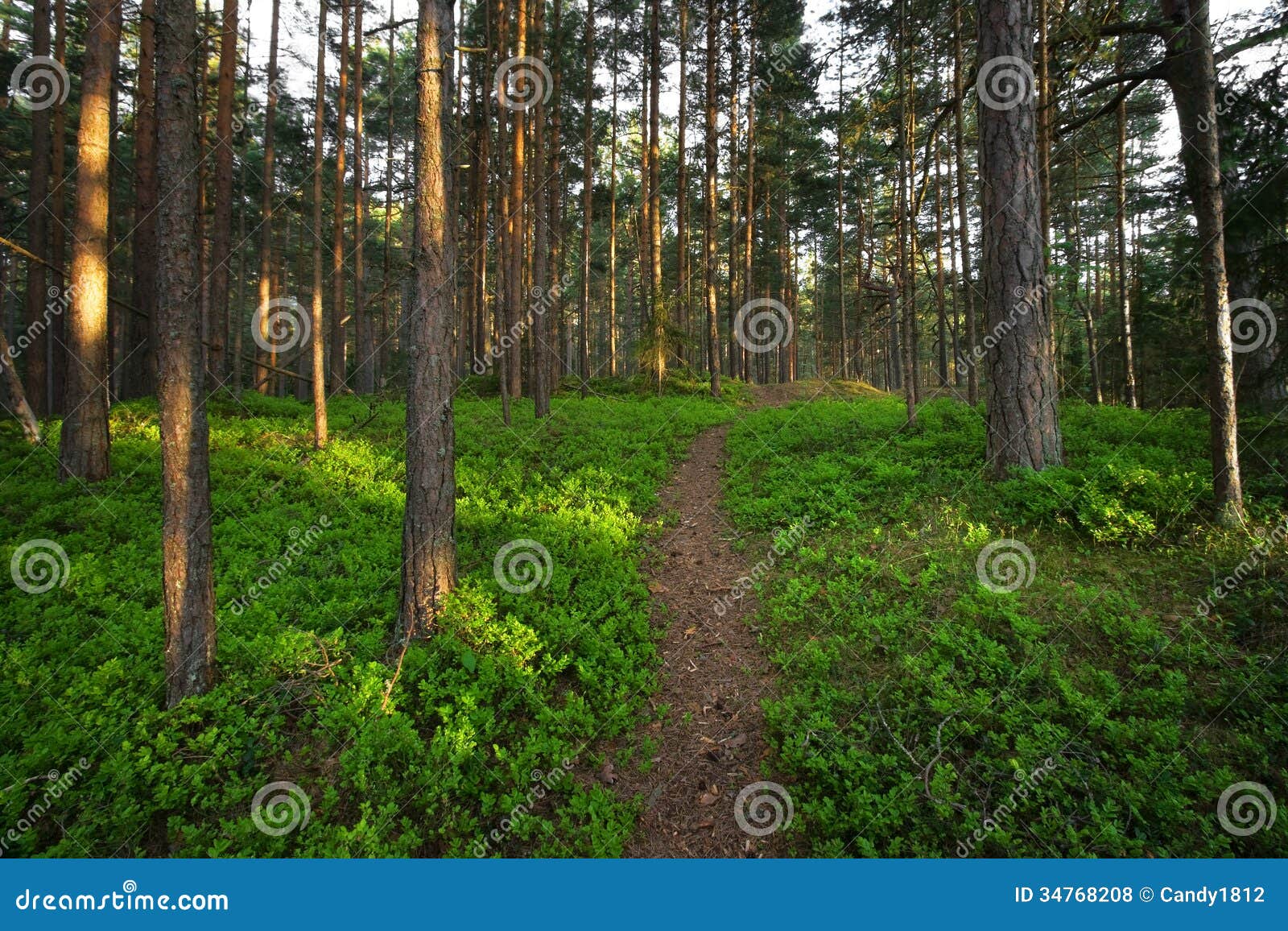 Forest with Bilberry Bushes Stock Photo - Image of bush, footway: 34768208