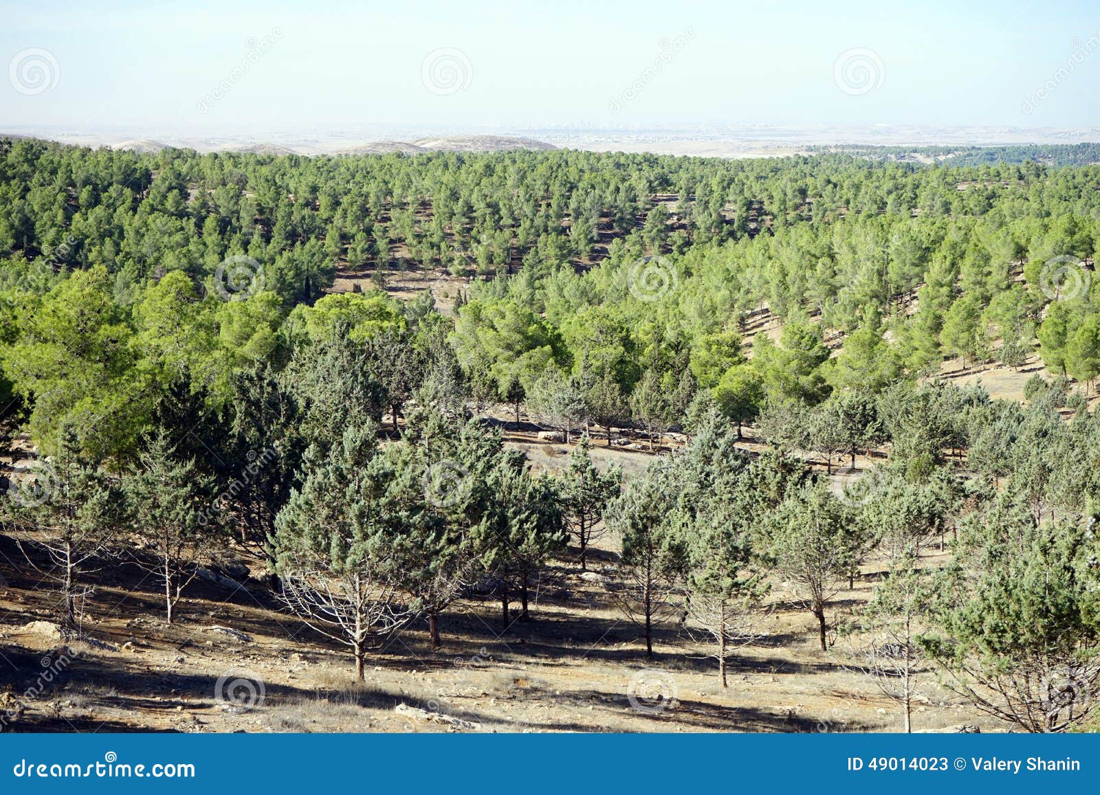 Forest stock image. Image of israel, pine, mountain, crone - 49014023