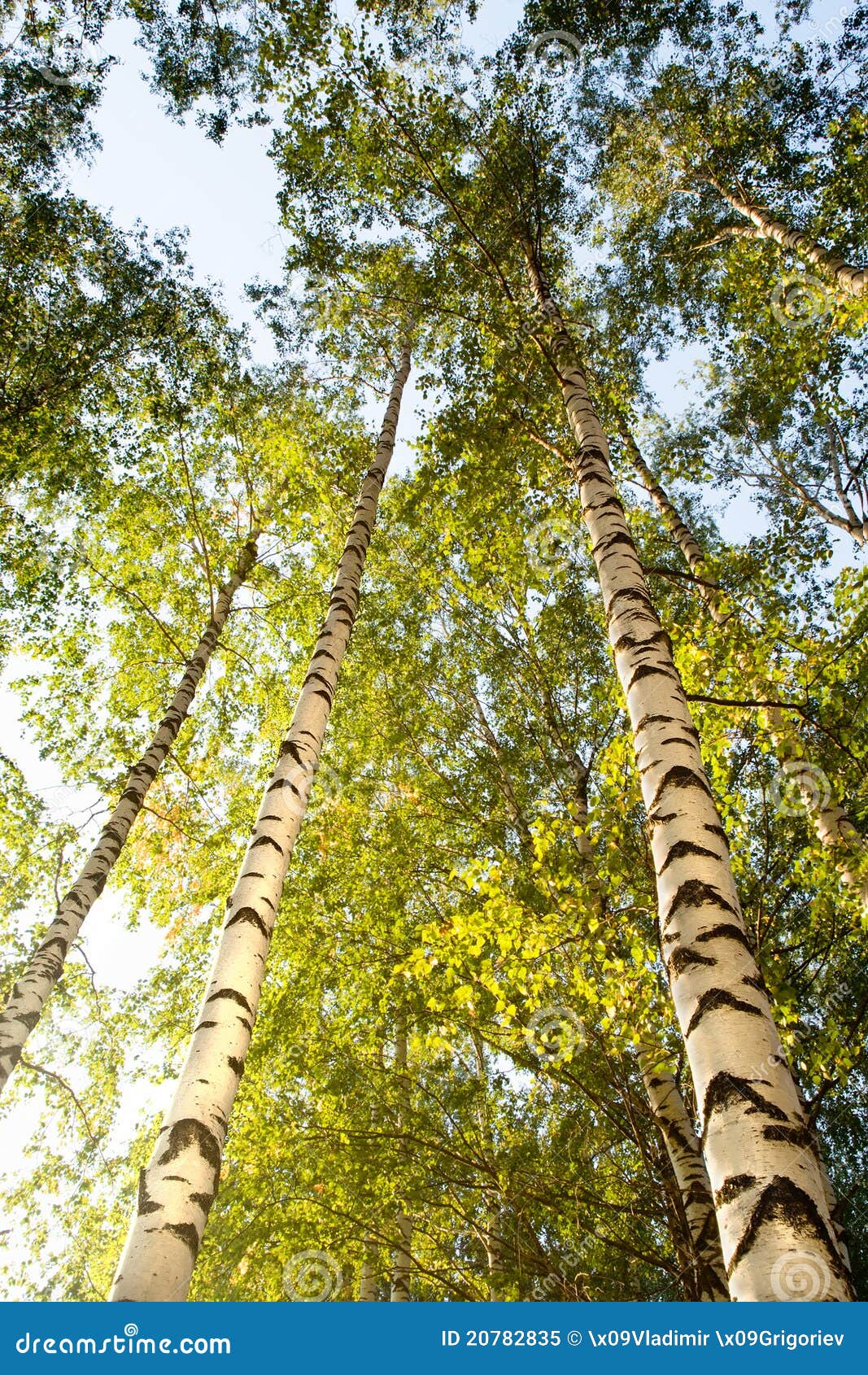 Forest birch stock image. Image of landscape, foliage - 20782835