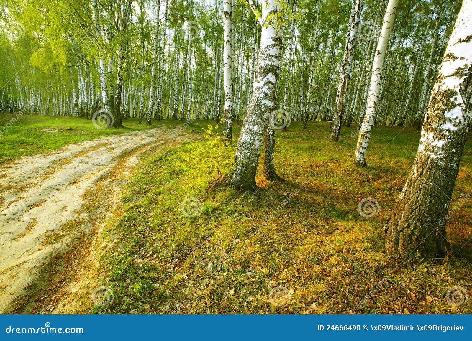 Forest birch stock photo. Image of shiny, deciduous, area - 24666490