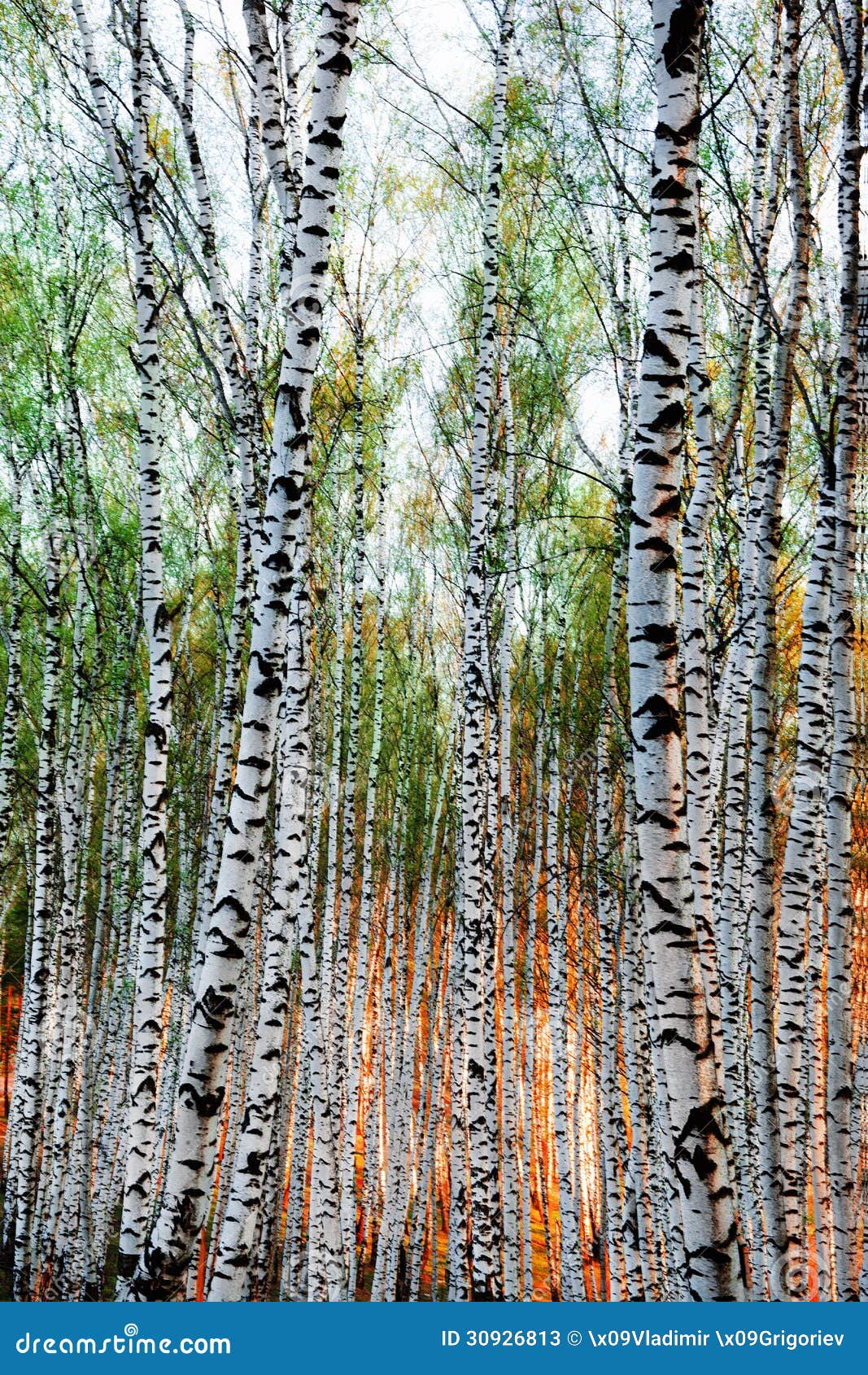 Forest Birch in Red Sunlight Stock Image - Image of outdoors, color ...