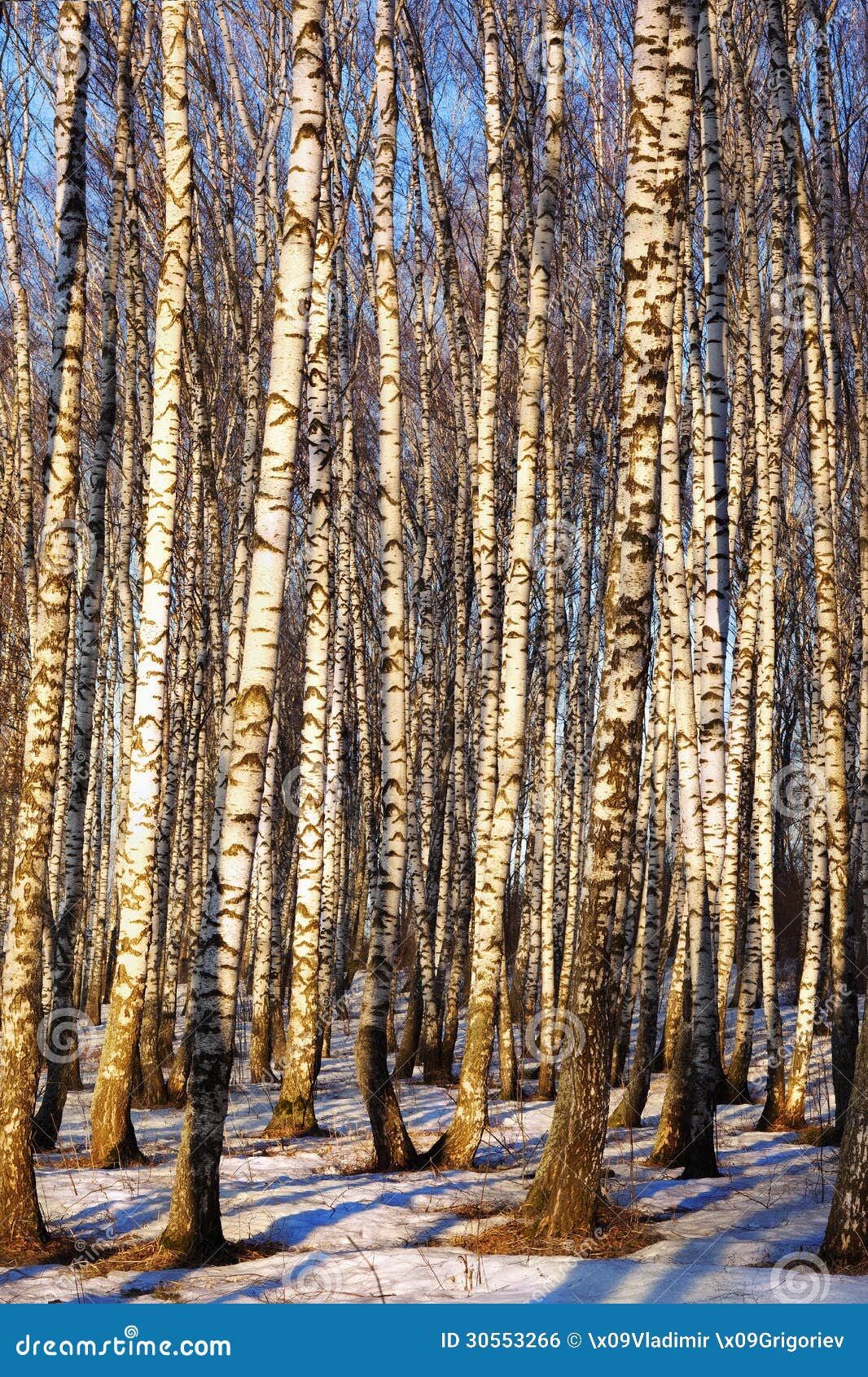 Forest birch stock photo. Image of wilderness, branch - 30553266