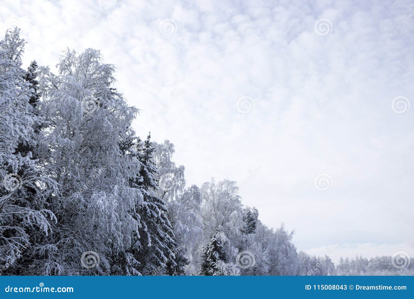 Forest Birches Snow-covered Landscape Diagonal Winter Snow Sun Road ...