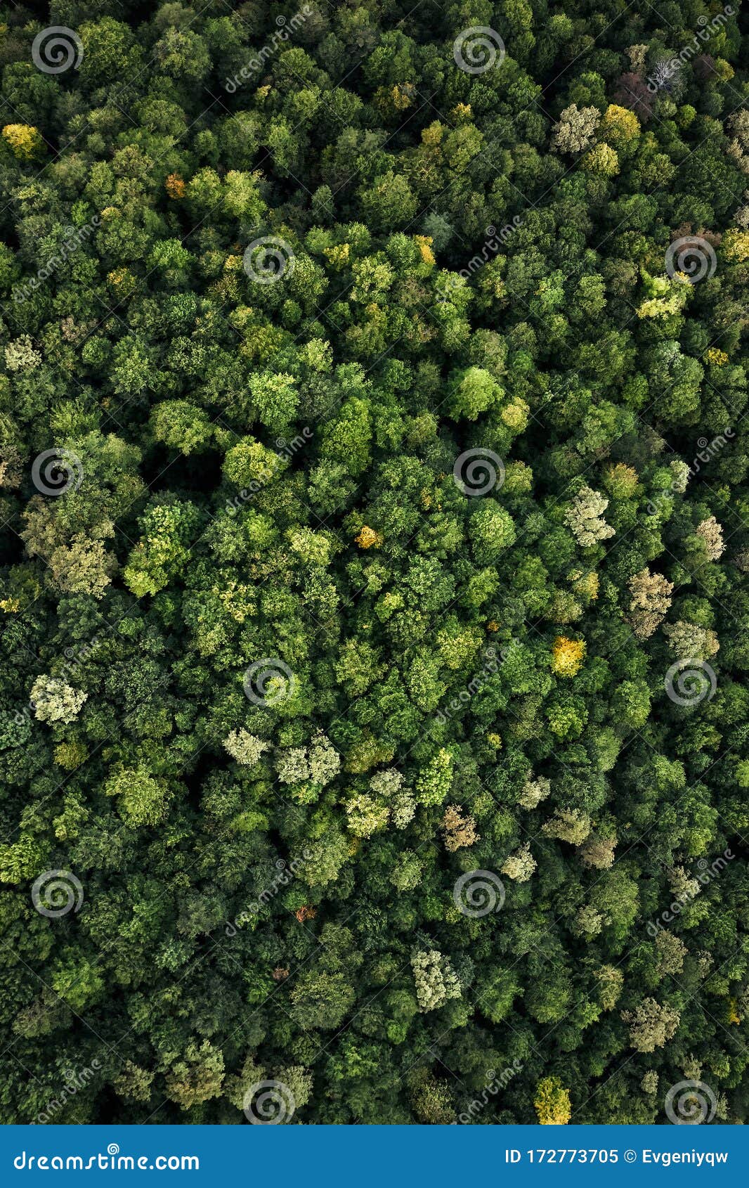 Forest with a Bird`s Eye View. Shooting from Drone Stock Image - Image ...