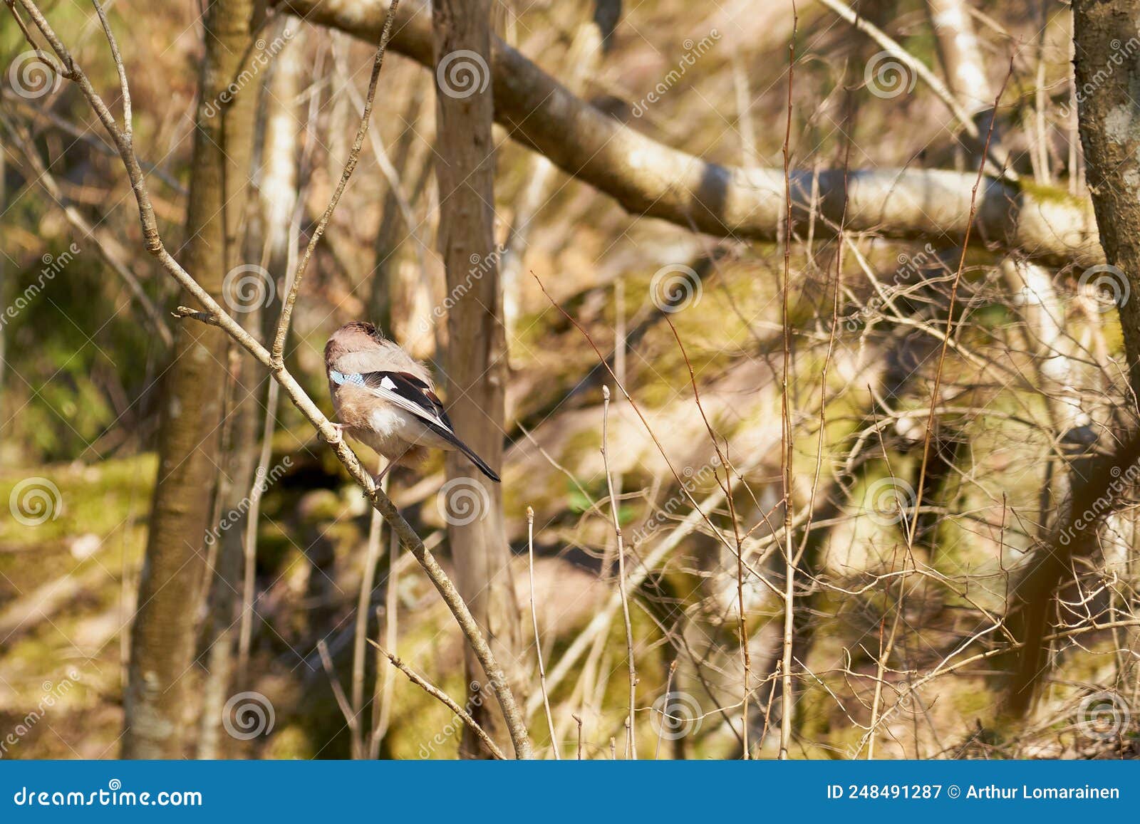 A Forest Bird Sits on a Tree Branch in the Forest. Stock Image - Image ...