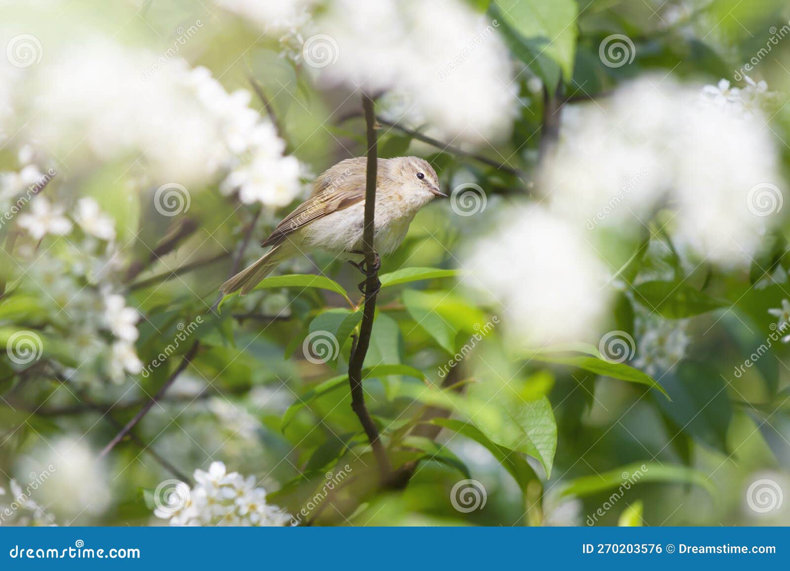 Forest Bird in Spring among Flowering Branches Stock Photo - Image of ...