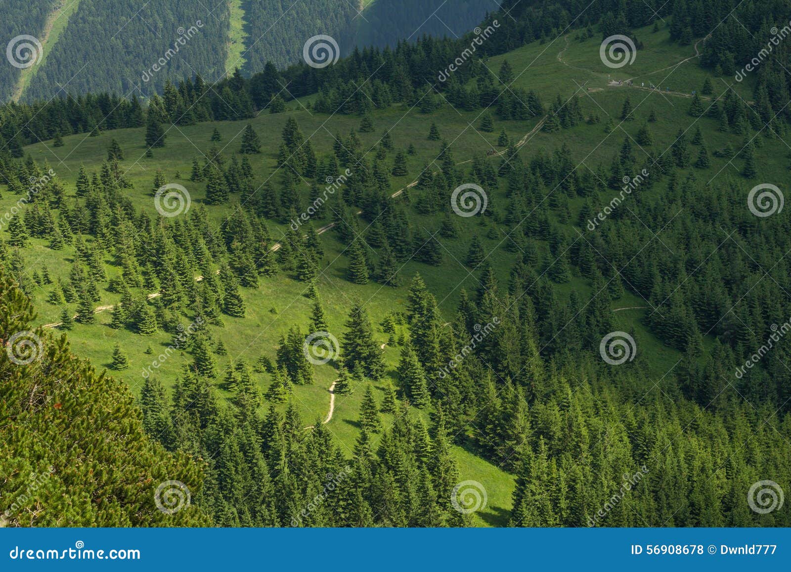 Forest bird view stock photo. Image of nature, wild, environment - 56908678