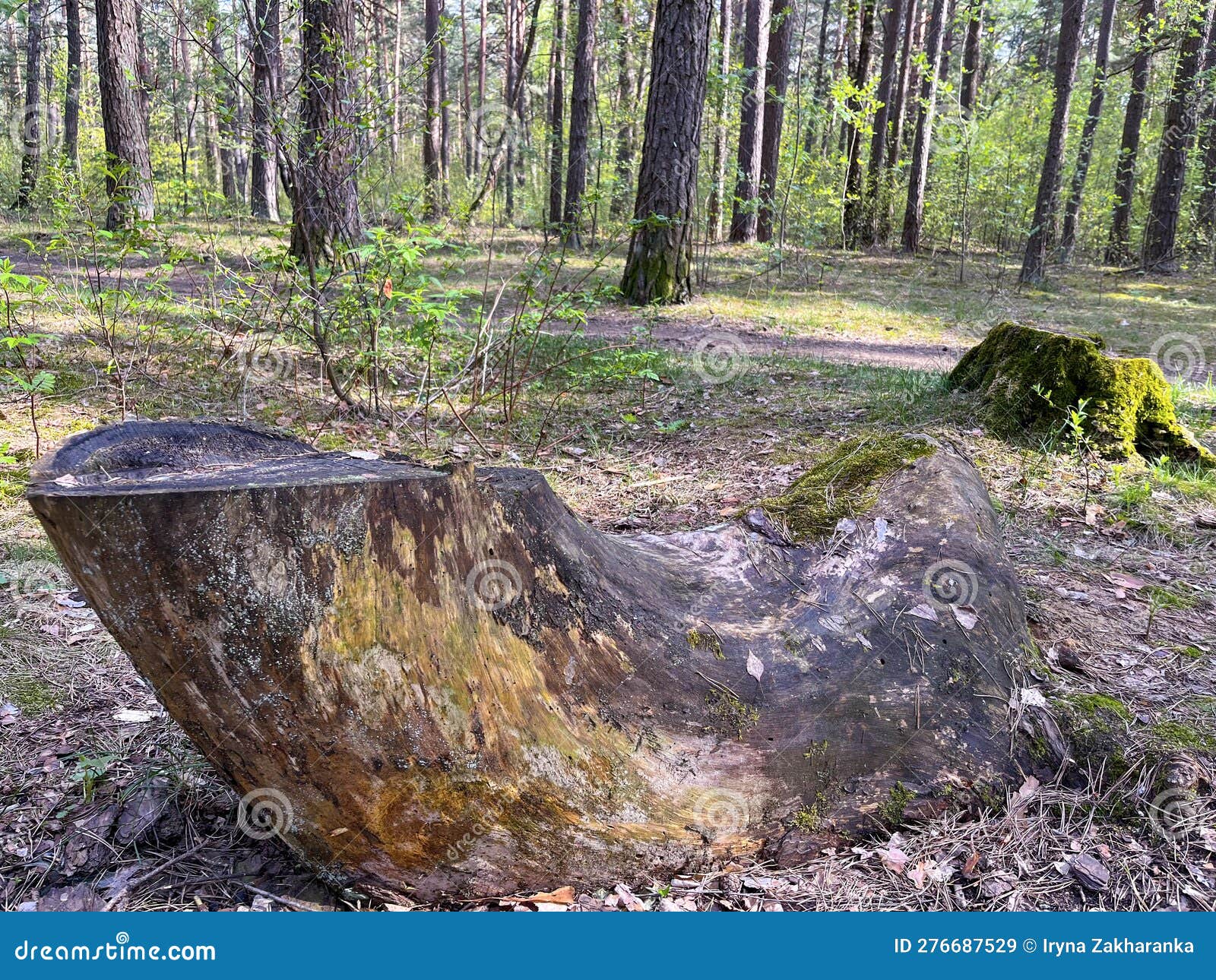 In the Forest of a Bizarre Stump Shape in Spring Stock Image - Image of ...