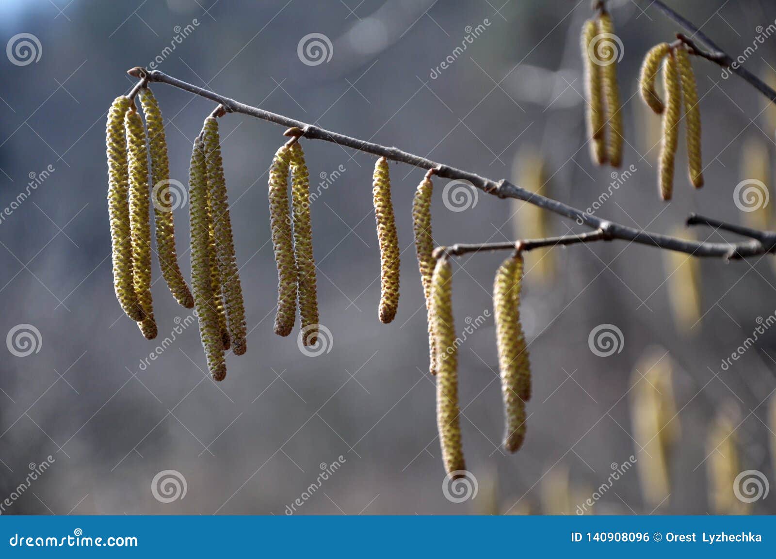 In the forest bloom hazel stock photo. Image of honey - 140908096