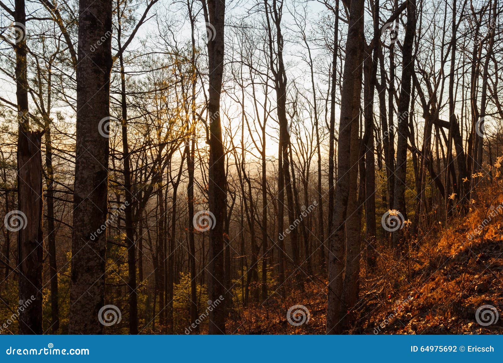 Forest in the Blue Ridge Mountains Stock Photo - Image of golden, ridge ...