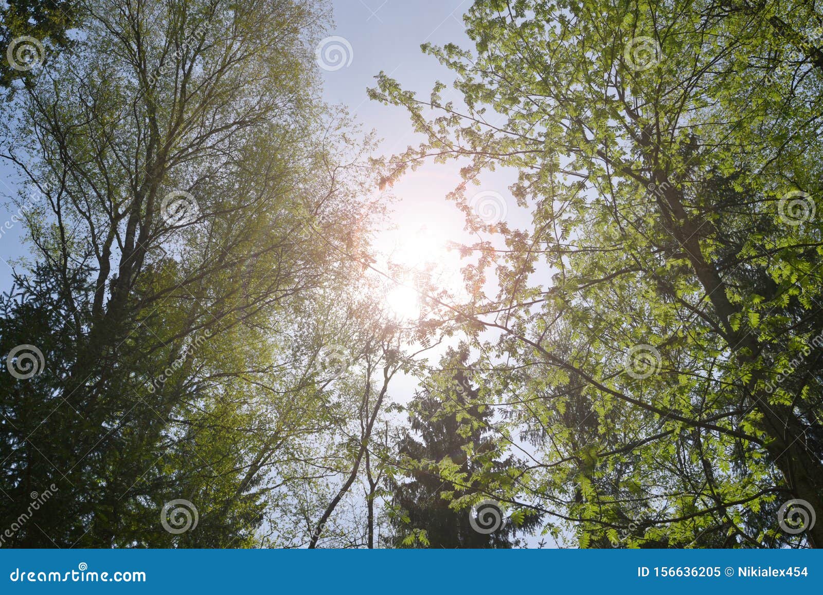 Forest on Blue Sky Background View from the Bottom Stock Image - Image ...