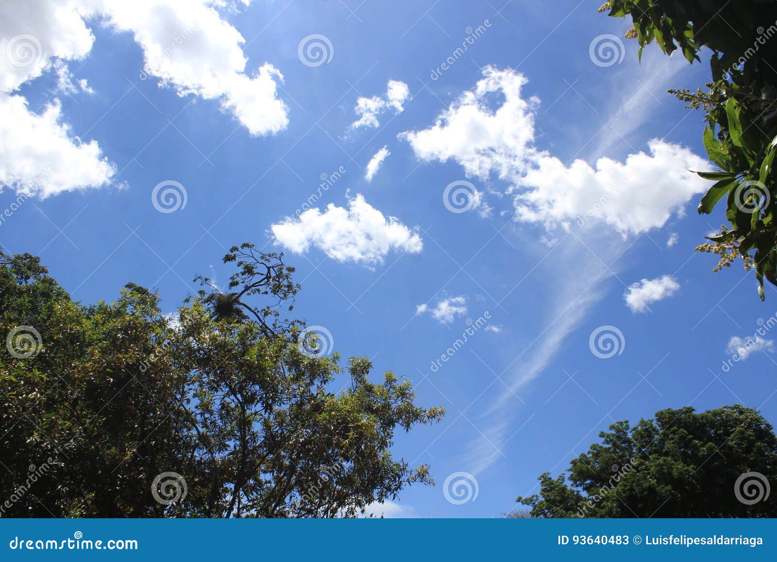 Forest with blue sky stock image. Image of clouds, blue - 93640483