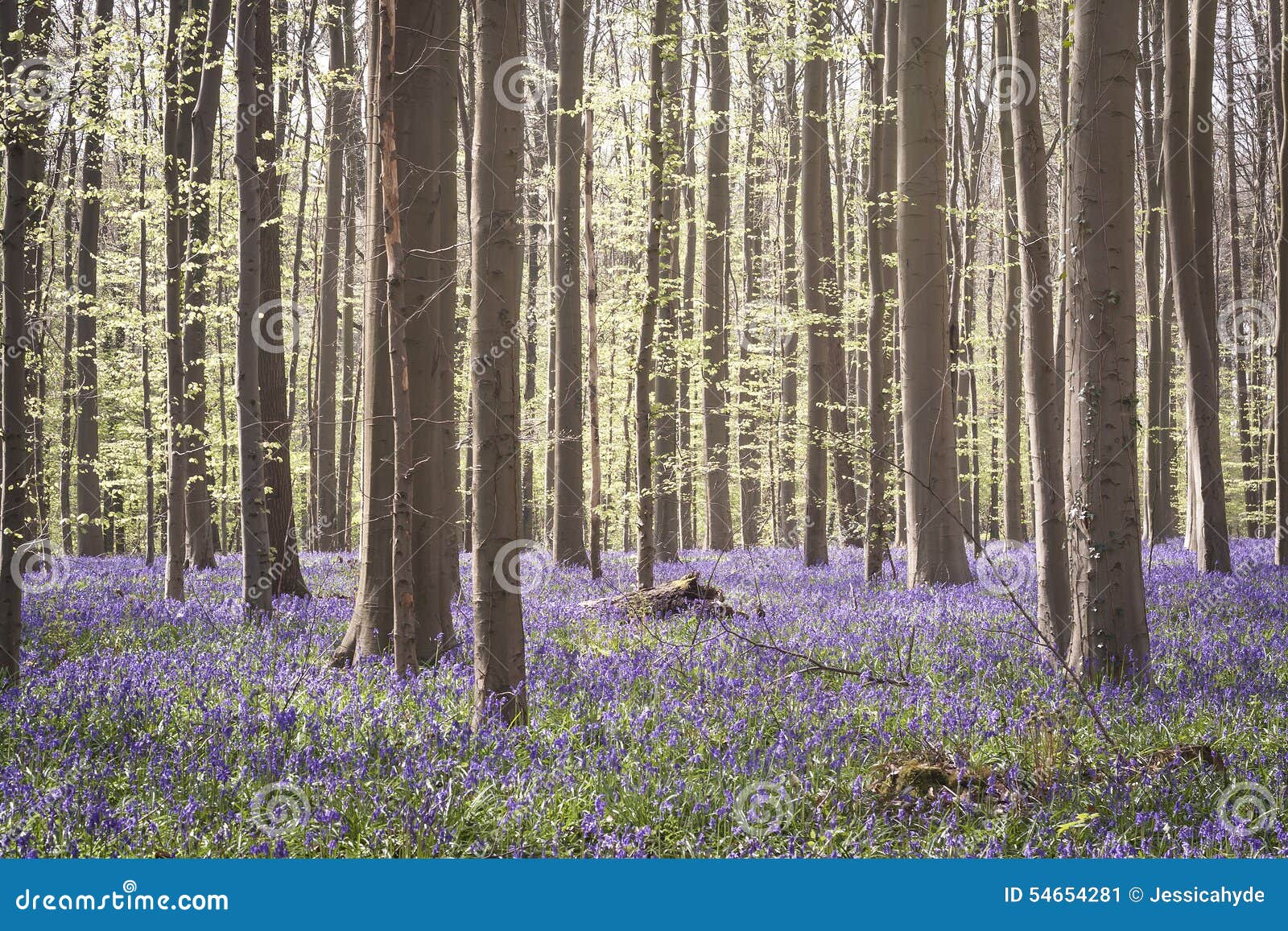 Forest with bluebells stock image. Image of bells, national - 54654281