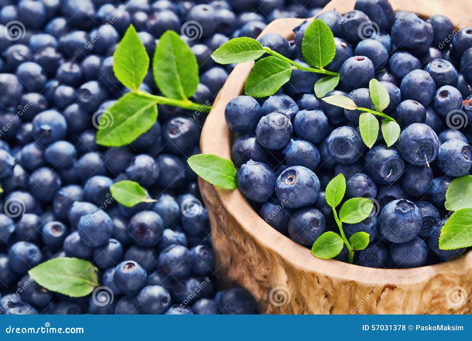 Forest blueberries stock photo. Image of bilberry, blue - 57031378
