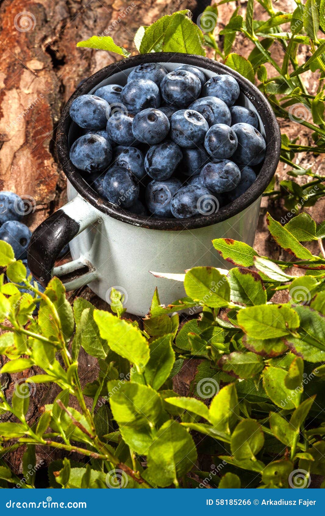 Forest blueberries. stock photo. Image of vintage, background - 58185266