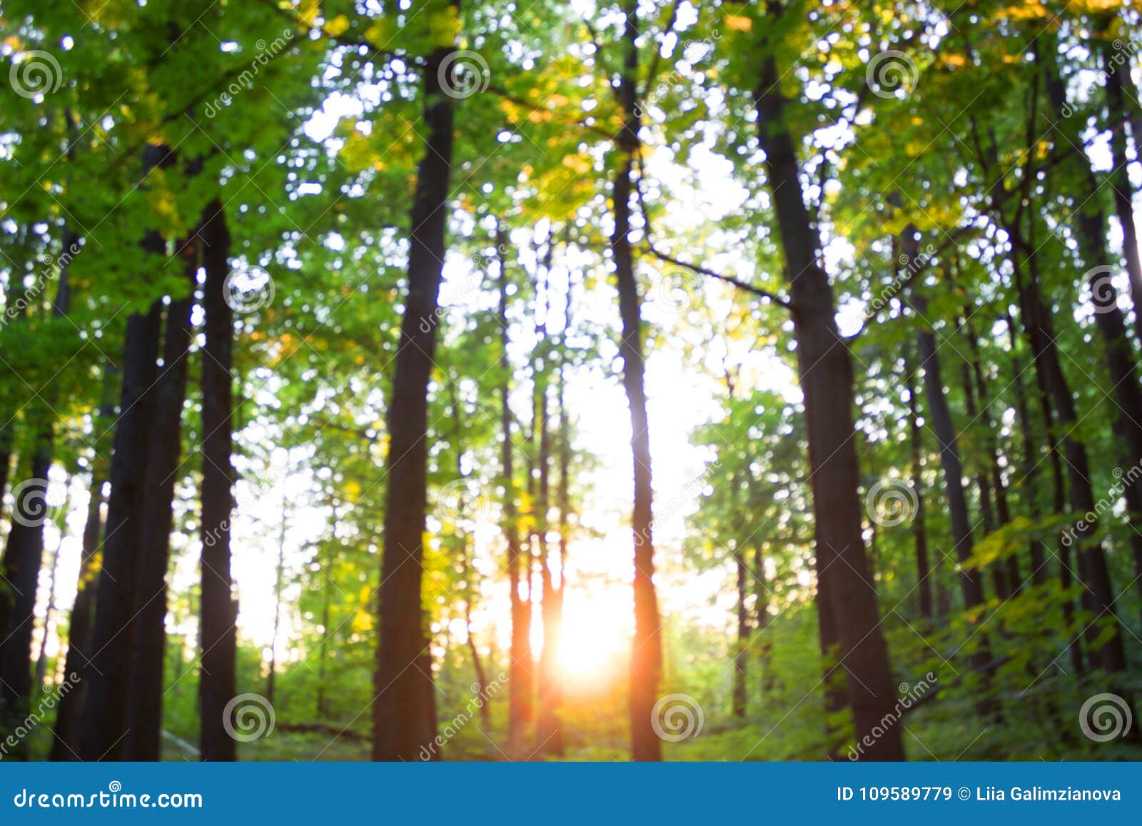 Forest blur baground stock image. Image of bright, summer - 109589779