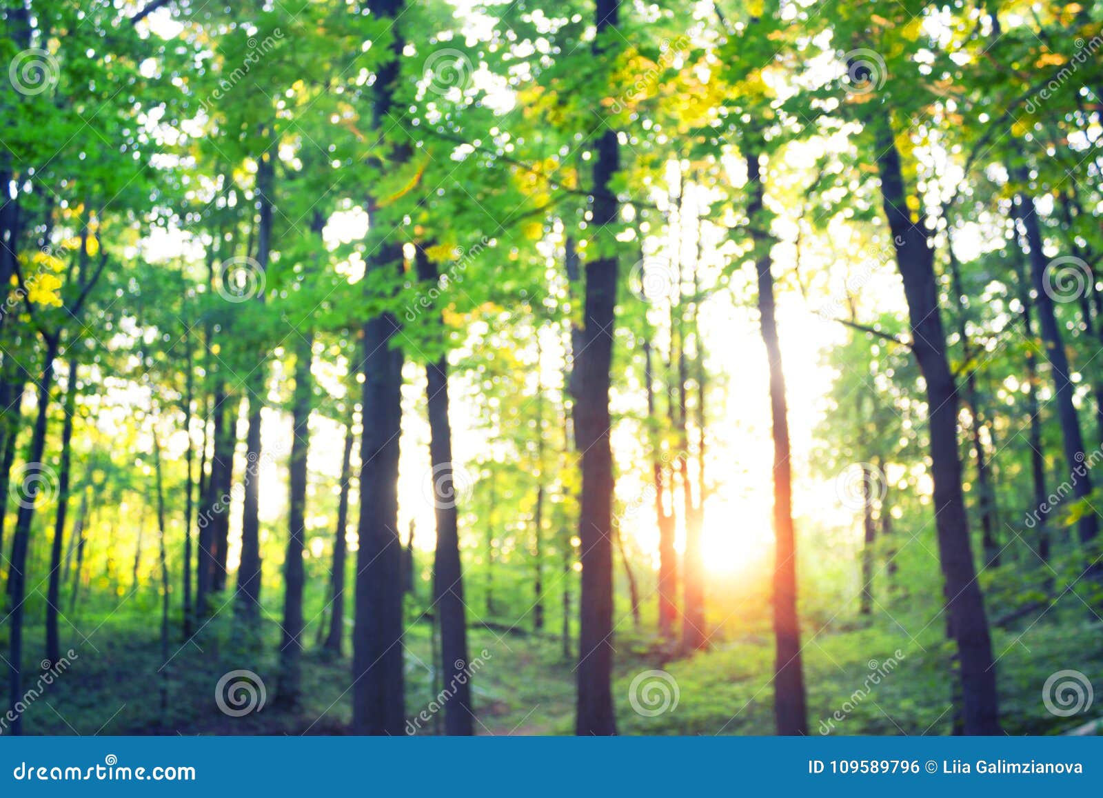 Forest blur baground stock photo. Image of landscape - 109589796