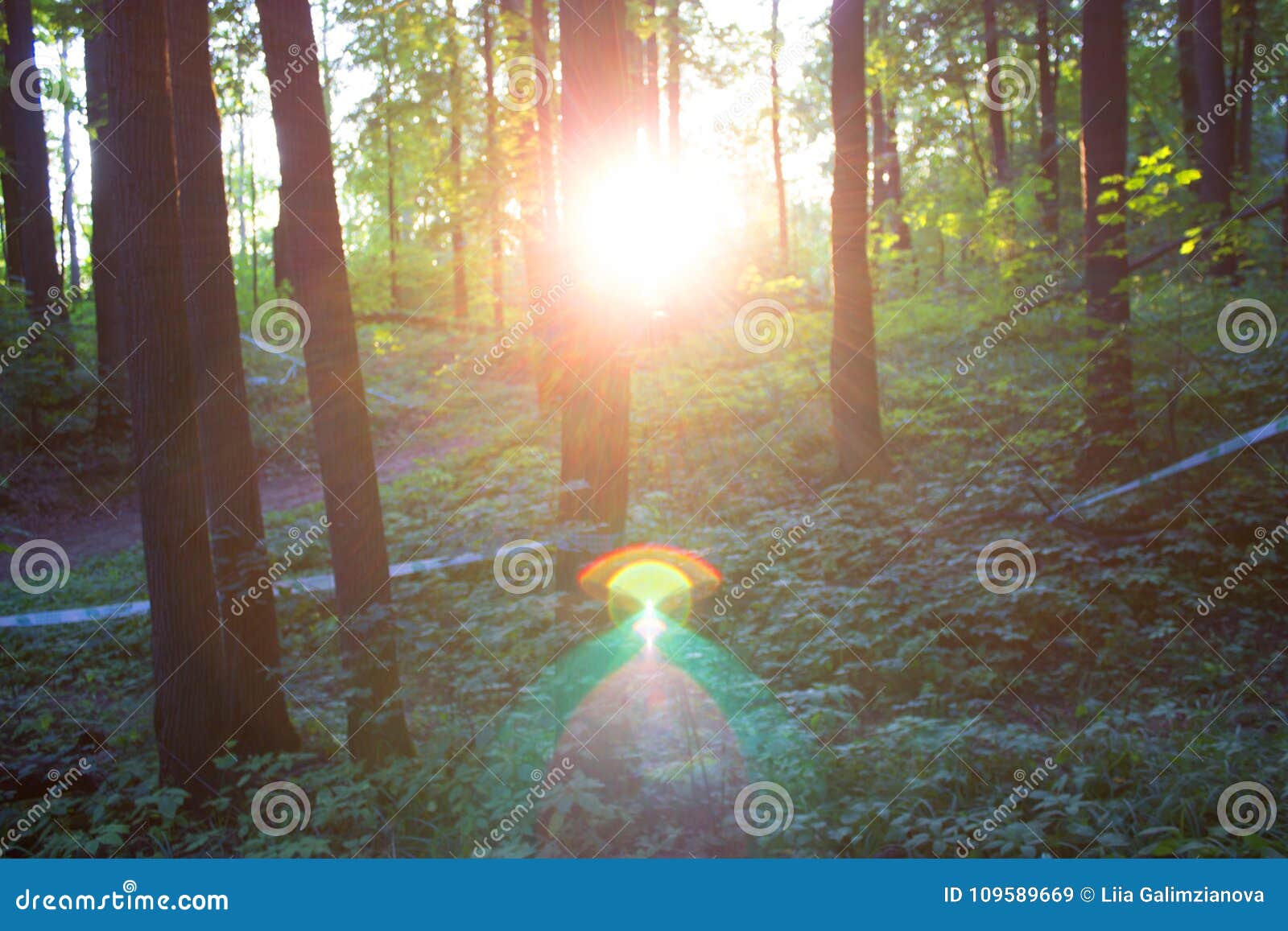 Forest blur baground stock image. Image of meadow, landscape - 109589669