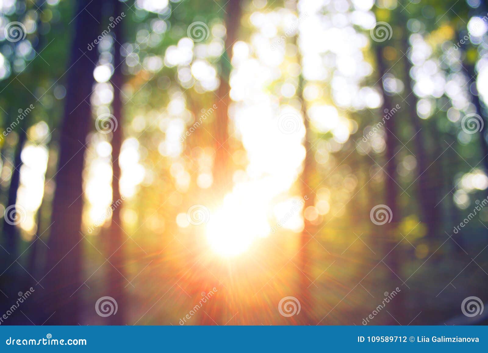 Forest blur baground stock photo. Image of forest, walking - 109589712