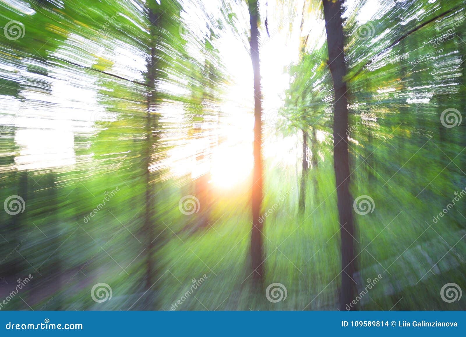 Forest blur baground stock photo. Image of view, daybreak - 109589814