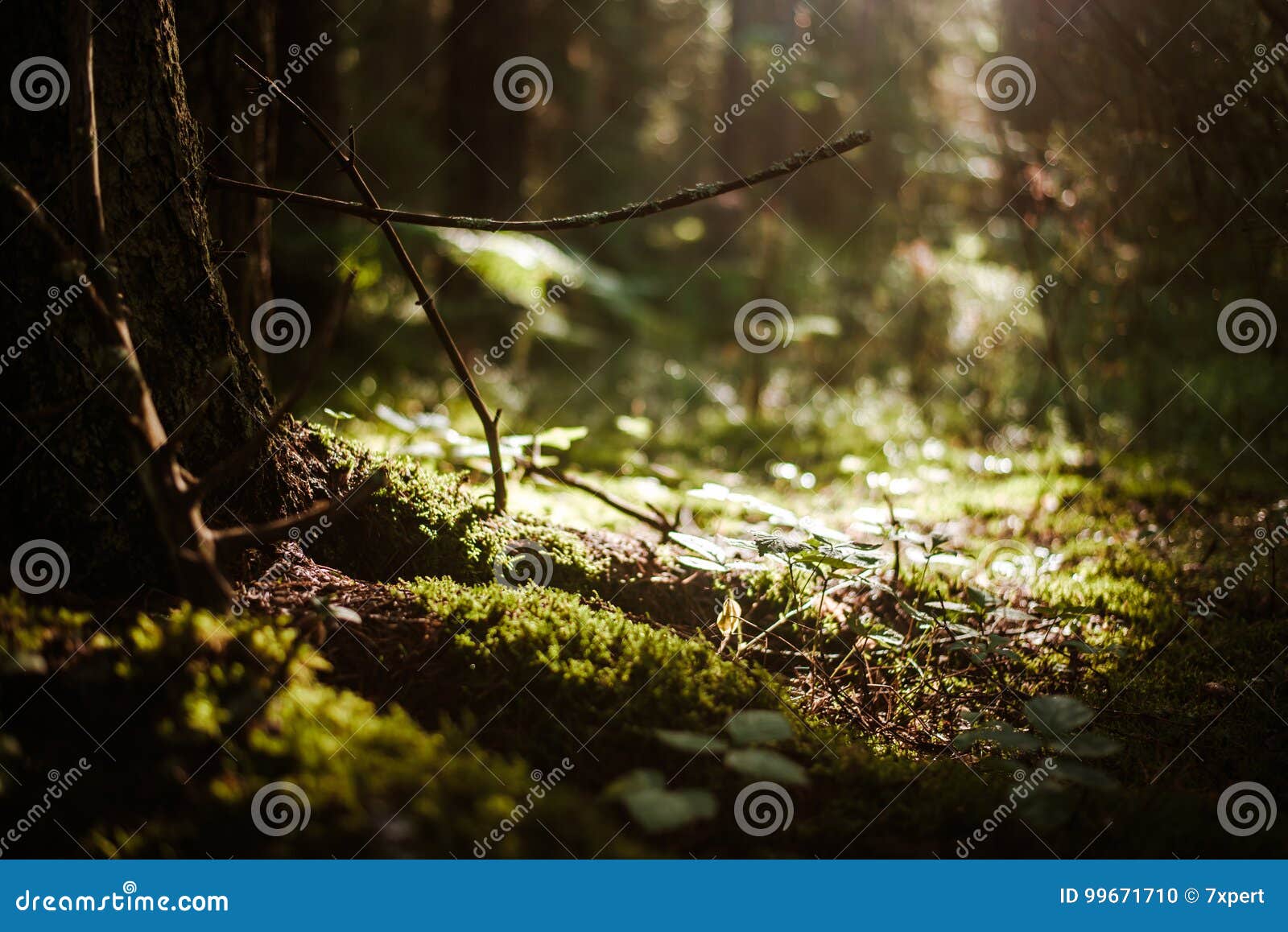 Forest blur light sun rays stock photo. Image of morning - 99671710