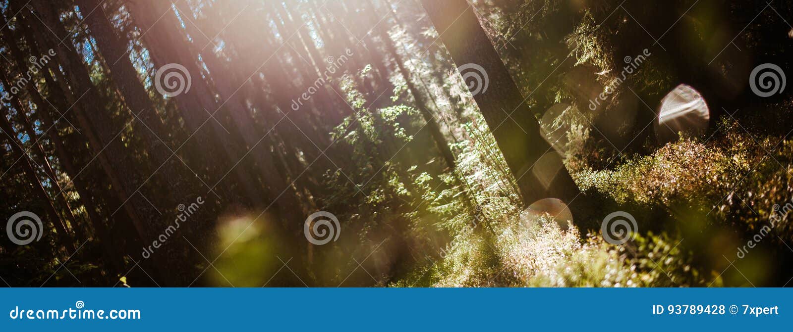 Forest blur light sun rays stock photo. Image of bokeh - 93789428