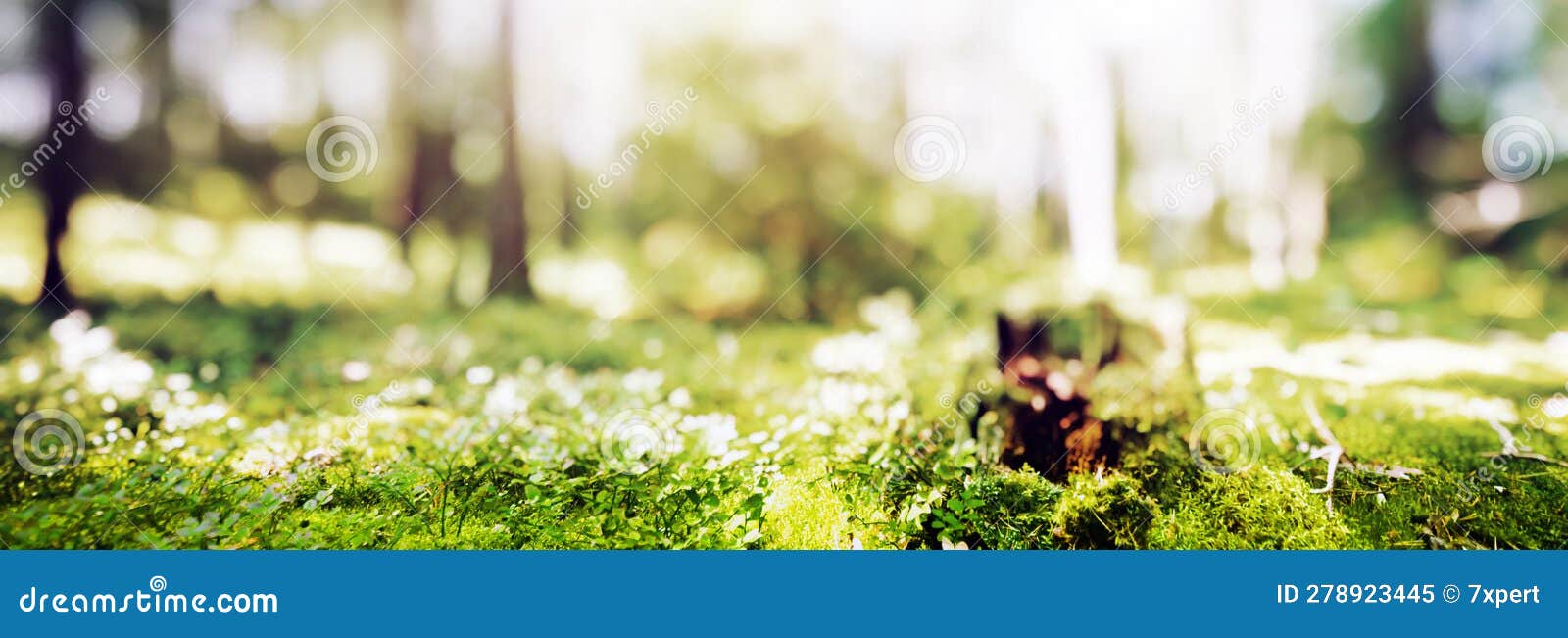 Forest Blur Panorama Beautiful Background Stock Image - Image of trees ...