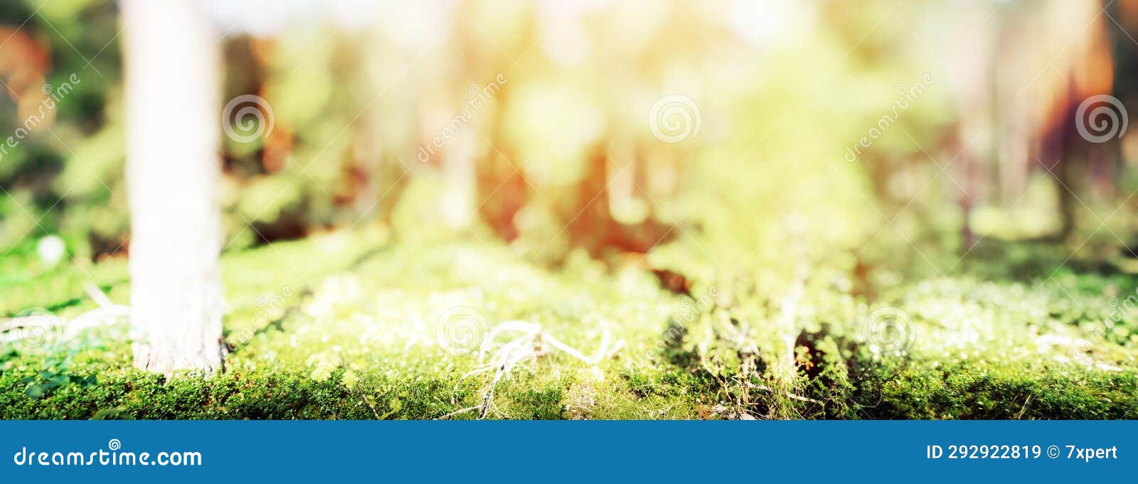Forest Blur Panorama Beautiful Background Stock Image - Image of plants ...