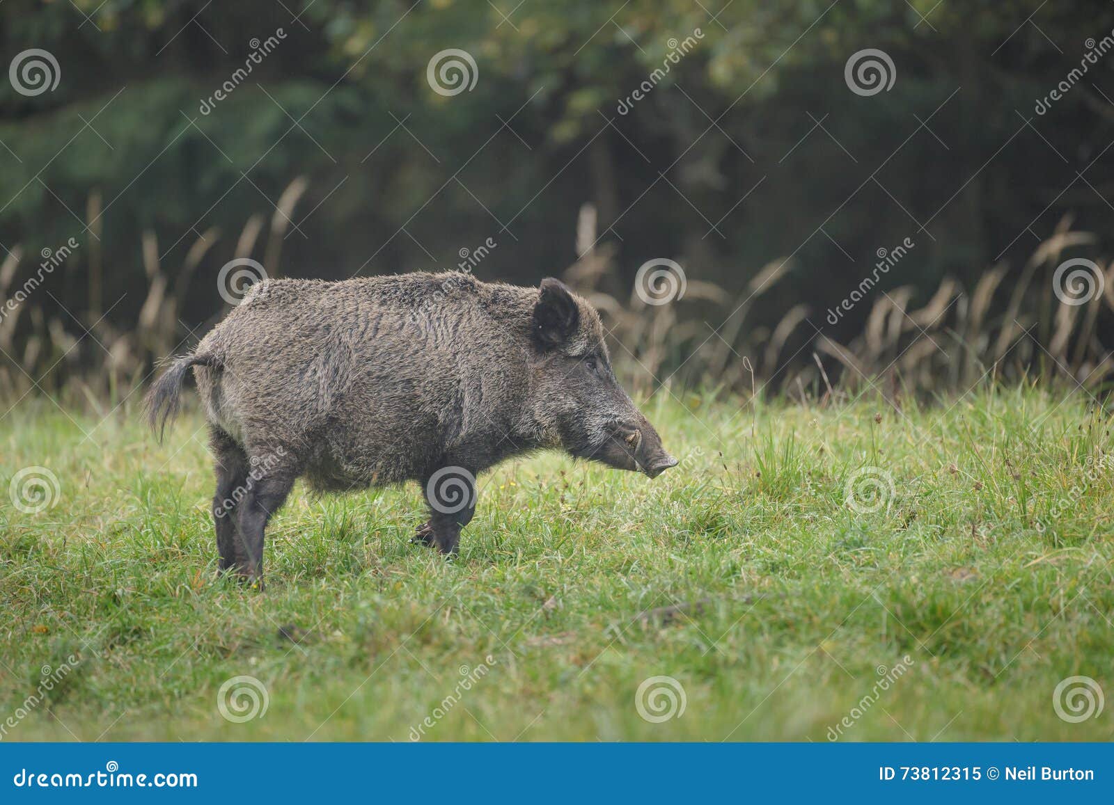 Forest boar stock image. Image of portrait, charge, back - 73812315