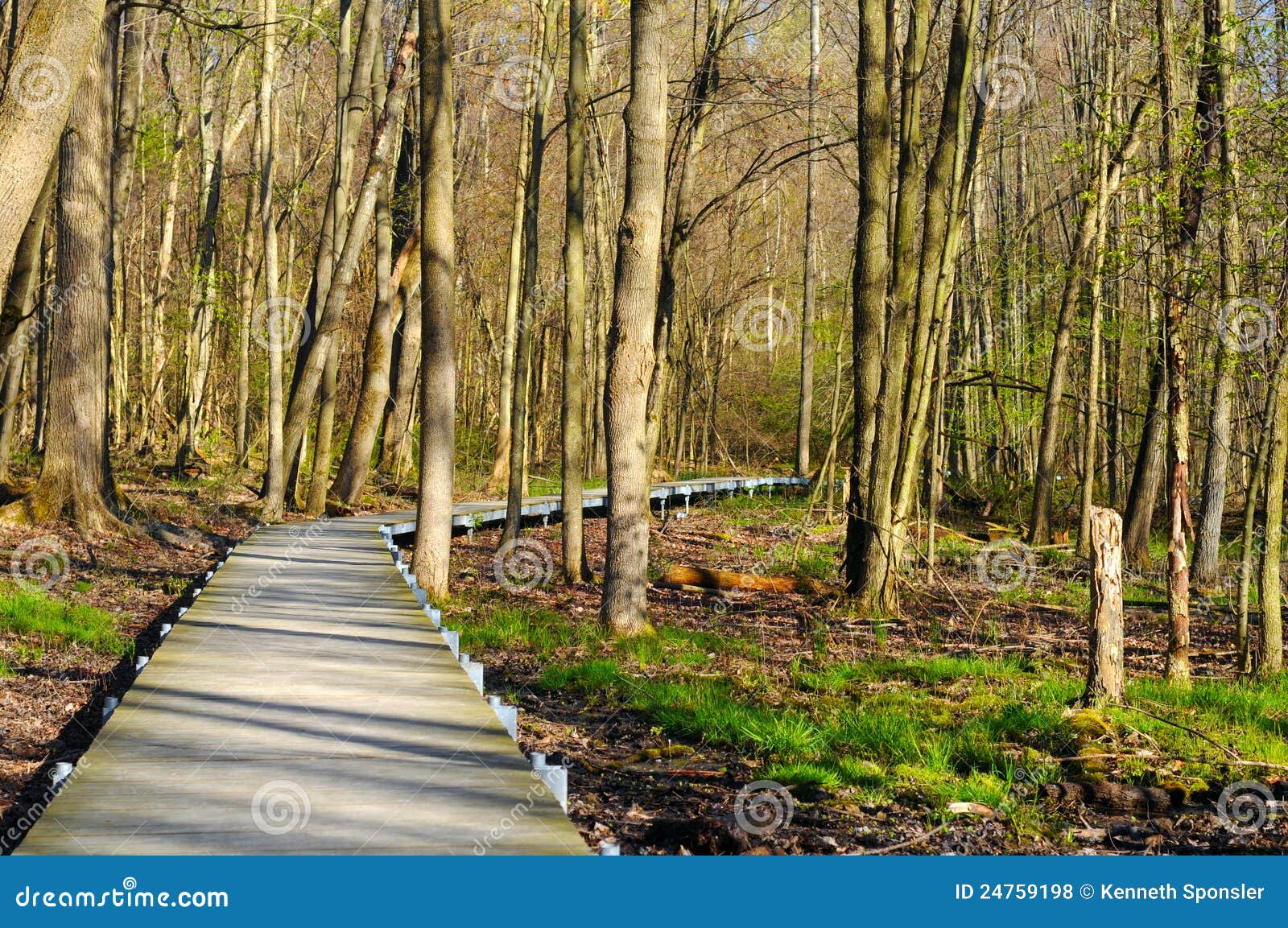 Forest boardwalk stock photo. Image of curve, tree, branches - 24759198