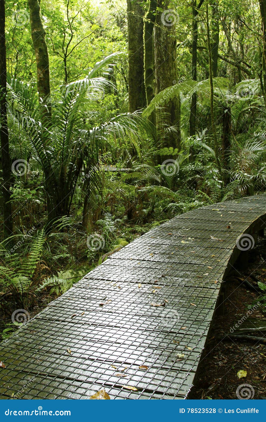 Forest boardwalk stock photo. Image of tropical, trails - 78523528