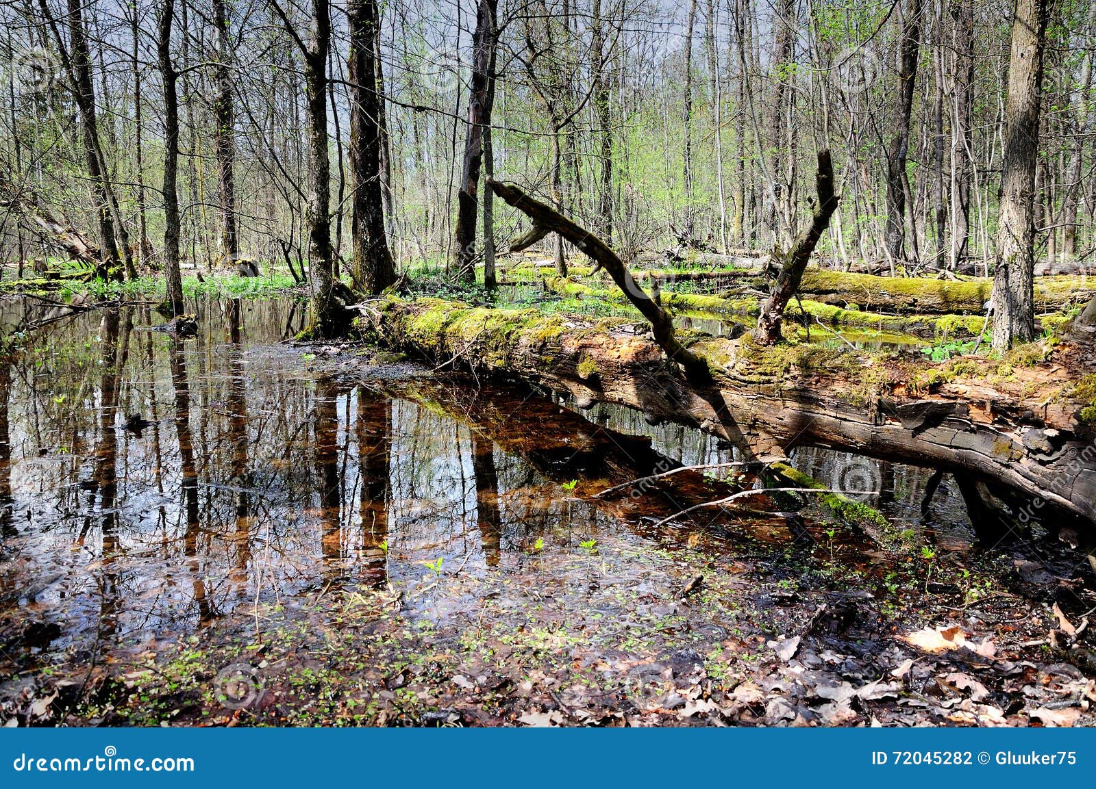 Forest bog stock photo. Image of boughs, stump, leaf - 72045282