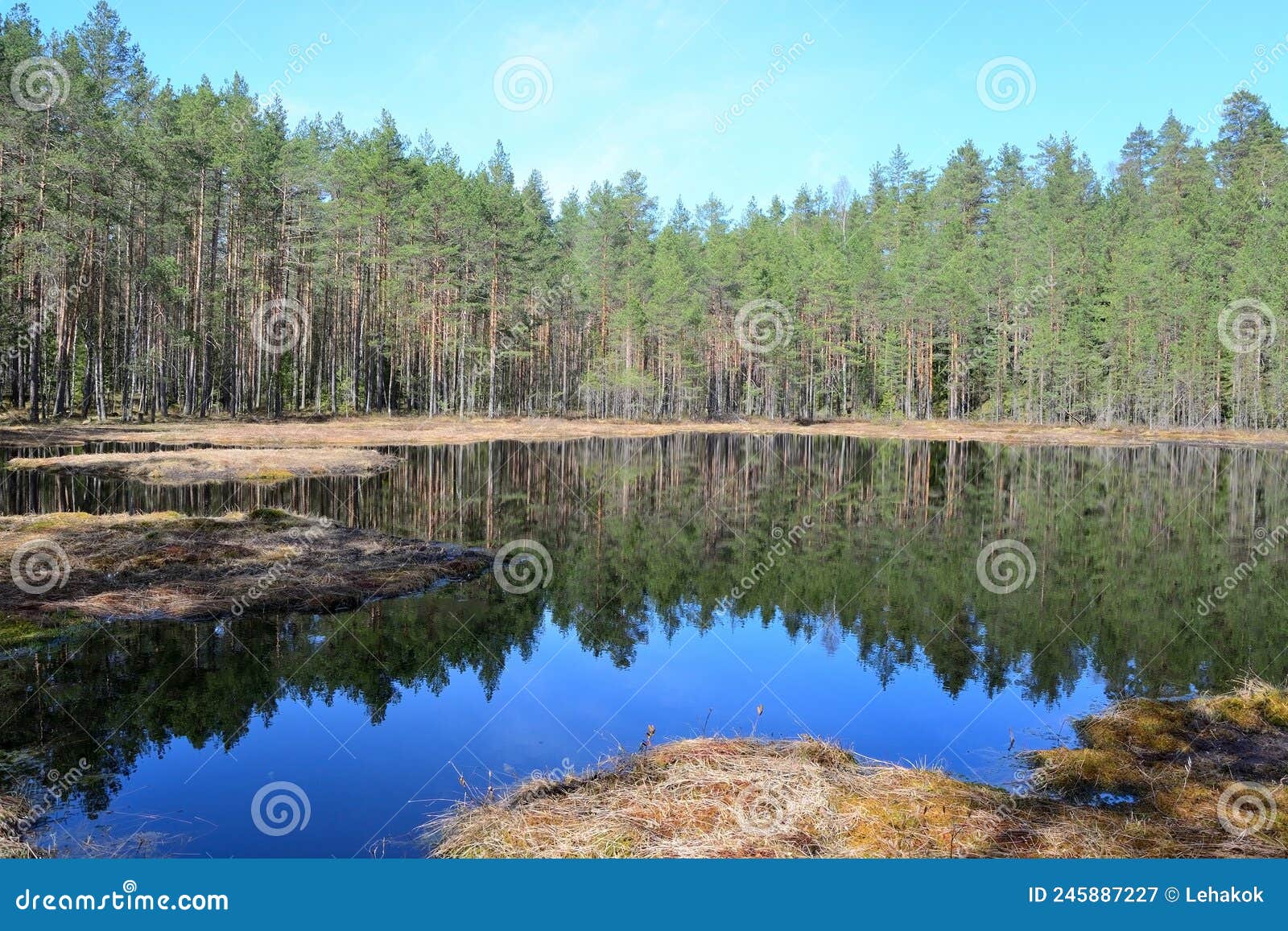Forest Bog in Summer Season Stock Image - Image of grove, season: 245887227