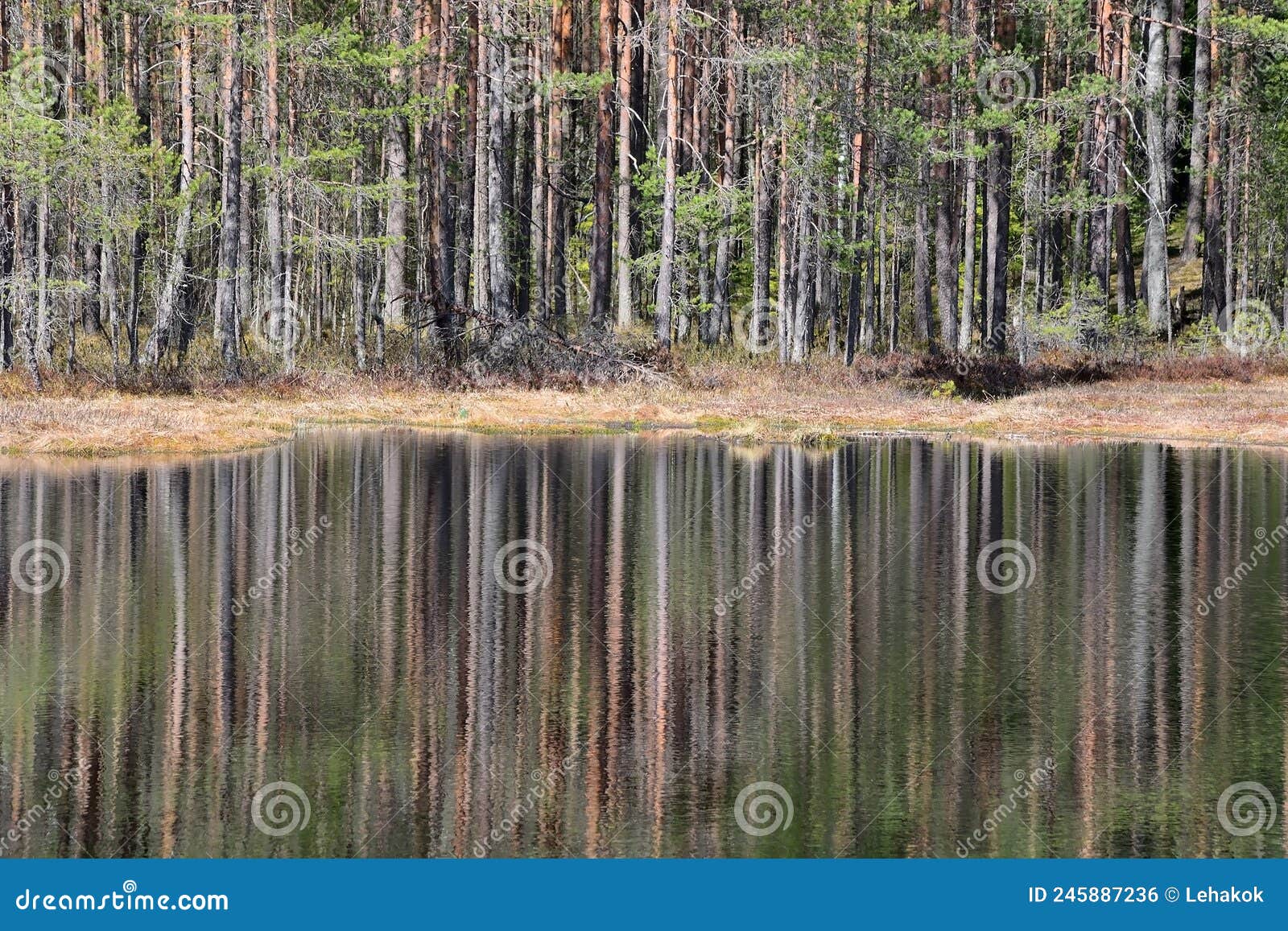 Forest Bog in Summer Season Stock Photo - Image of national, empty ...