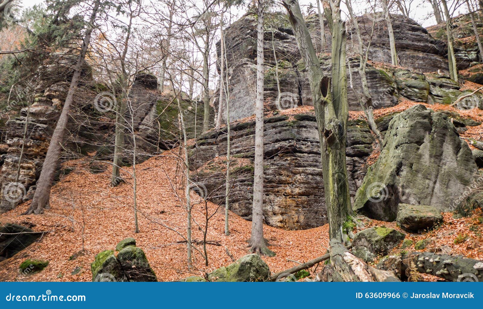 Forest in Bohemian Switzerland Editorial Photo - Image of ceske ...