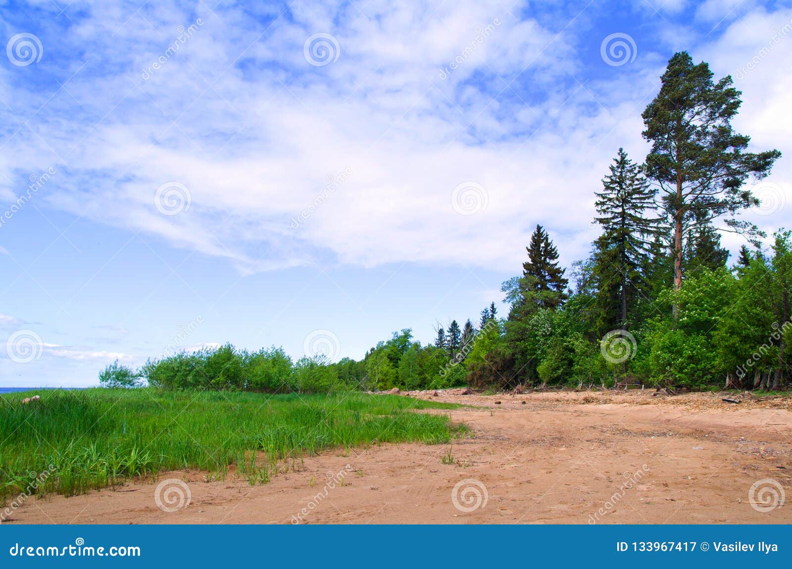 Forest on the Border of Sandy Beach. Stock Image - Image of travel ...