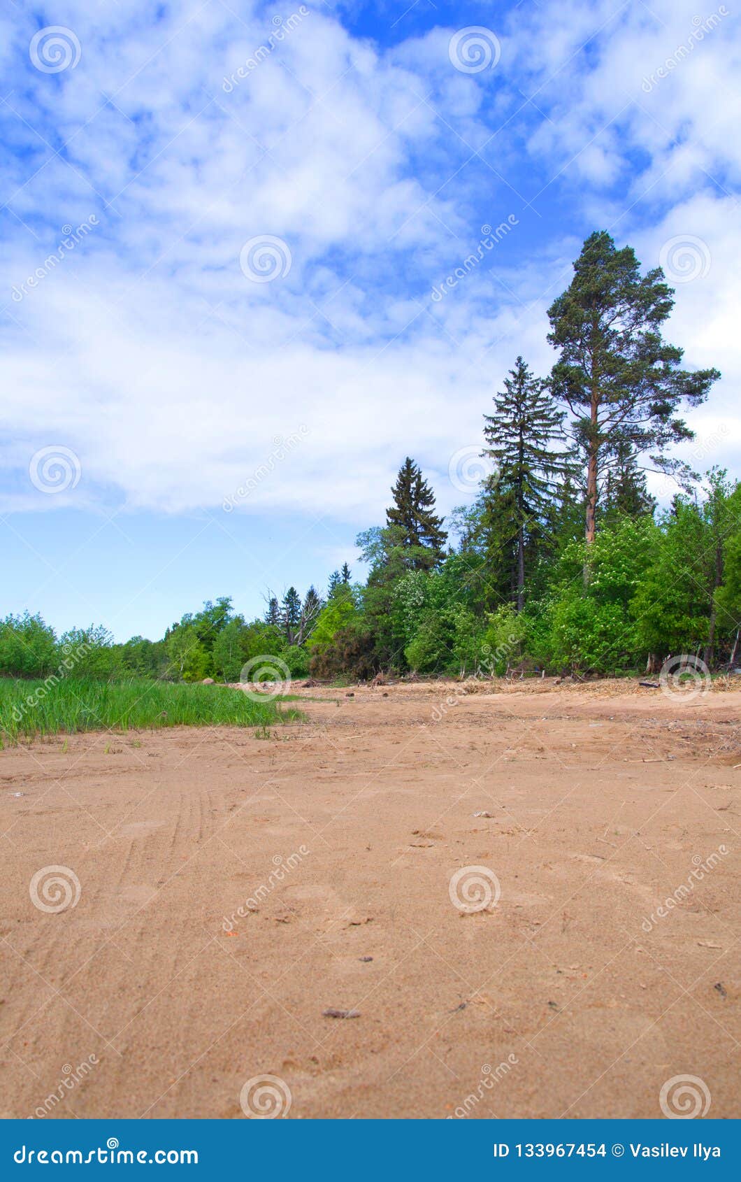 Forest on the Border of Sandy Beach. Stock Photo - Image of sandy ...