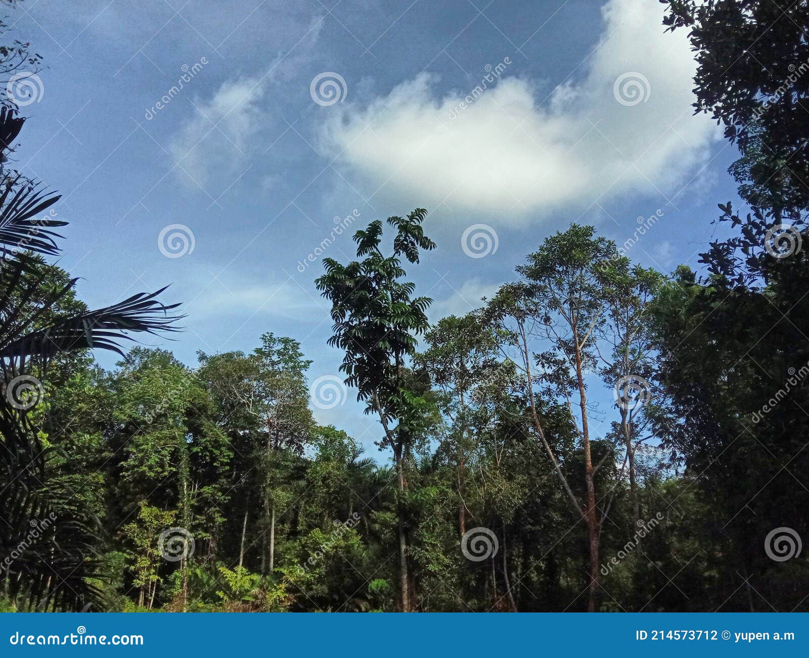 Forest in borneo stock photo. Image of nature, forest - 214573712