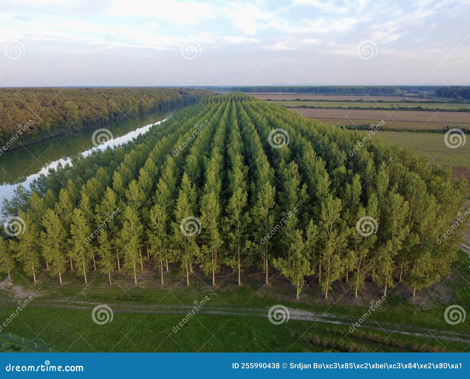 The forest, Bosut river stock photo. Image of 100media - 255990438