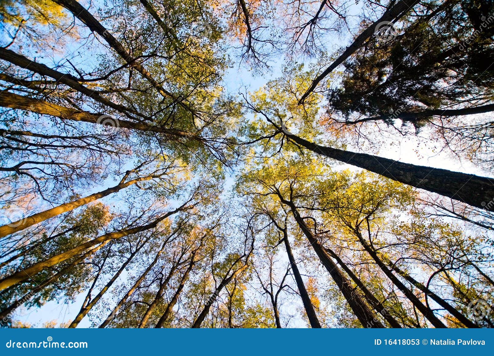 The forest bottom-up stock image. Image of stems, forest - 16418053