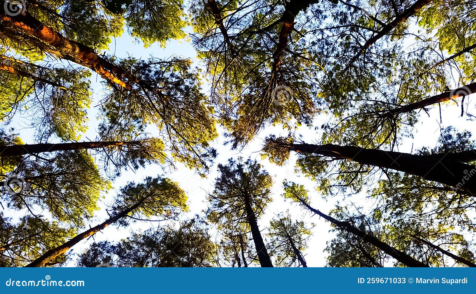 Forest in bottom view. stock image. Image of sunlight - 259671033