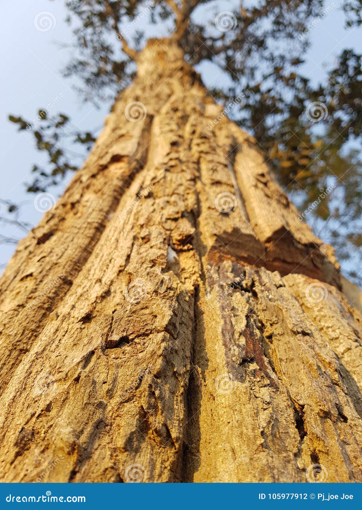 The Forest Bottom View on White Background with Copy Space Add T Stock ...