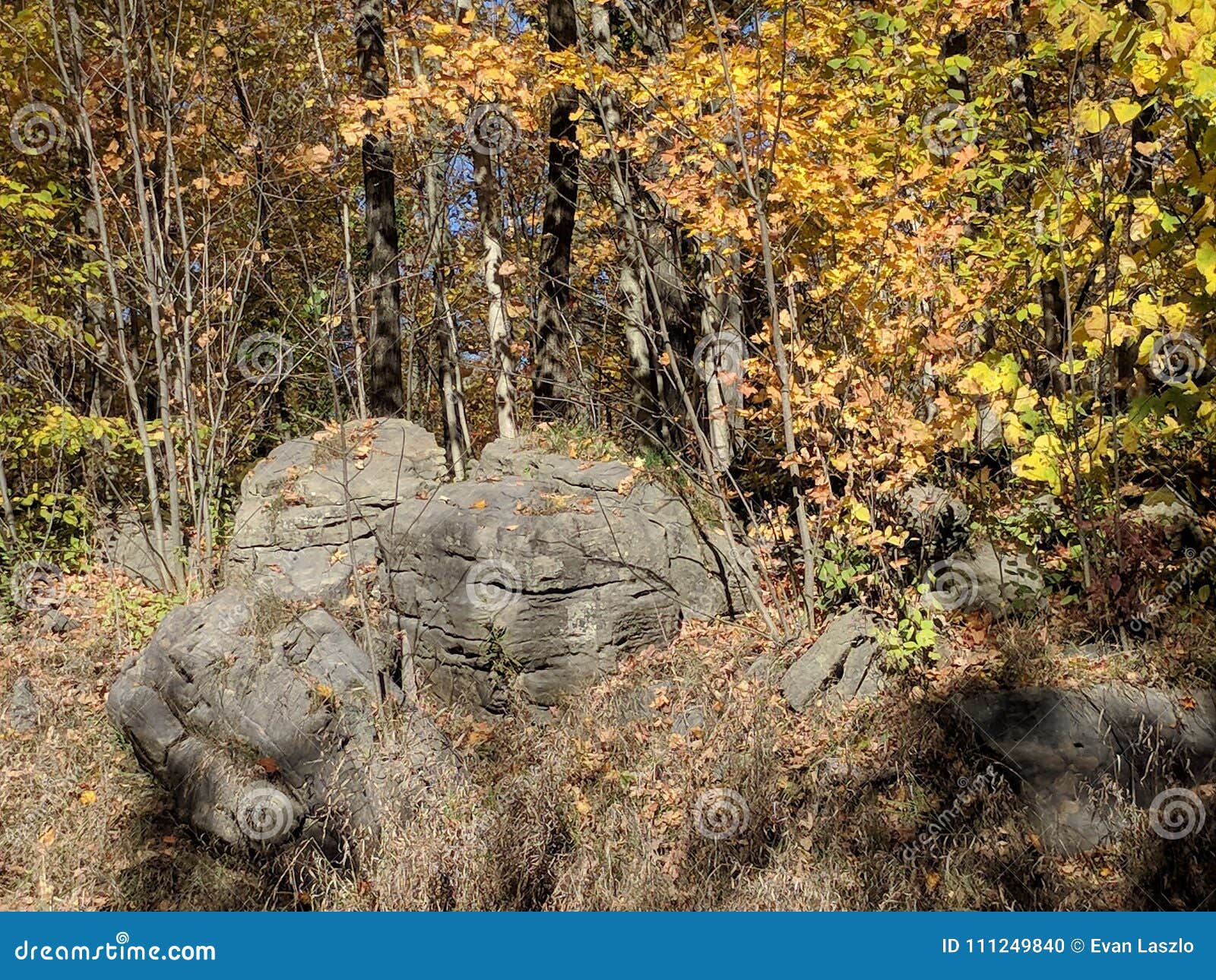 Forest boulder stock photo. Image of canada, fall, forest - 111249840