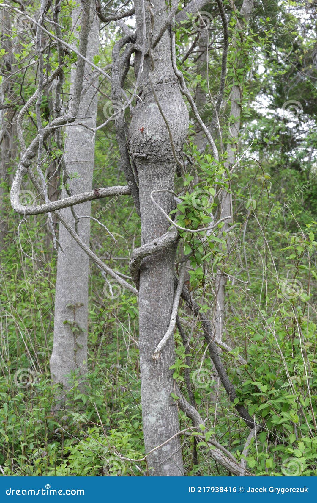 Forest Branch Tree stock photo. Image of wildlife, shrub - 217938416