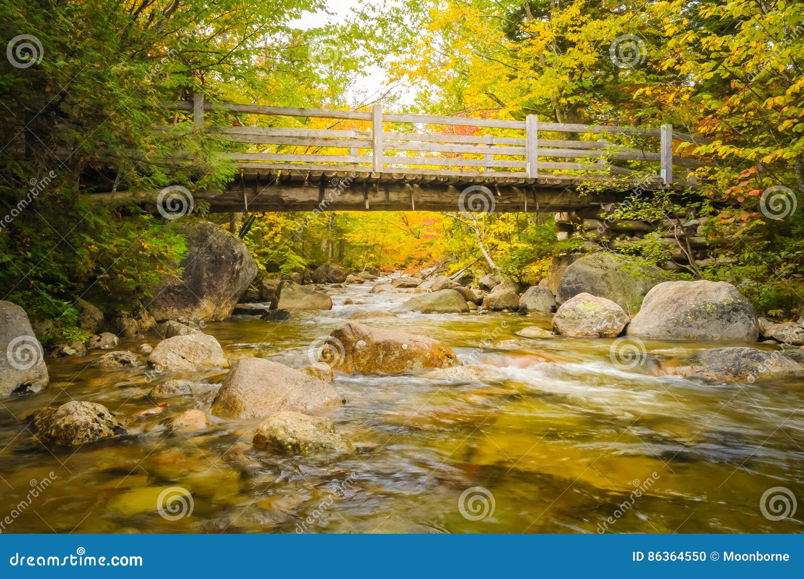 Forest Bridge stock photo. Image of leaf, freshness, large - 86364550