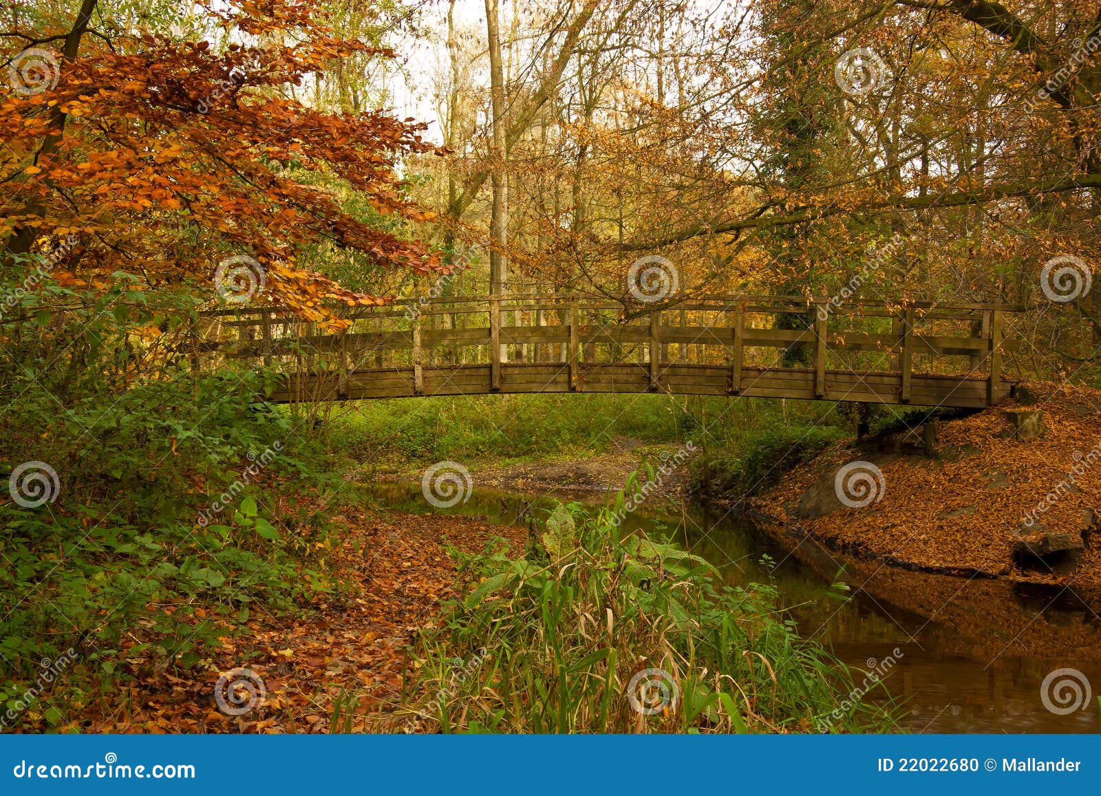 Forest bridge in autumn stock photo. Image of foliage - 22022680