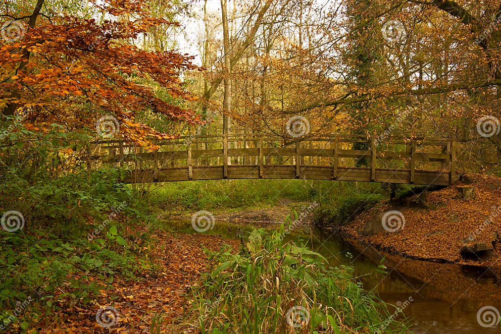 Forest bridge in autumn stock photo. Image of foliage - 22022680