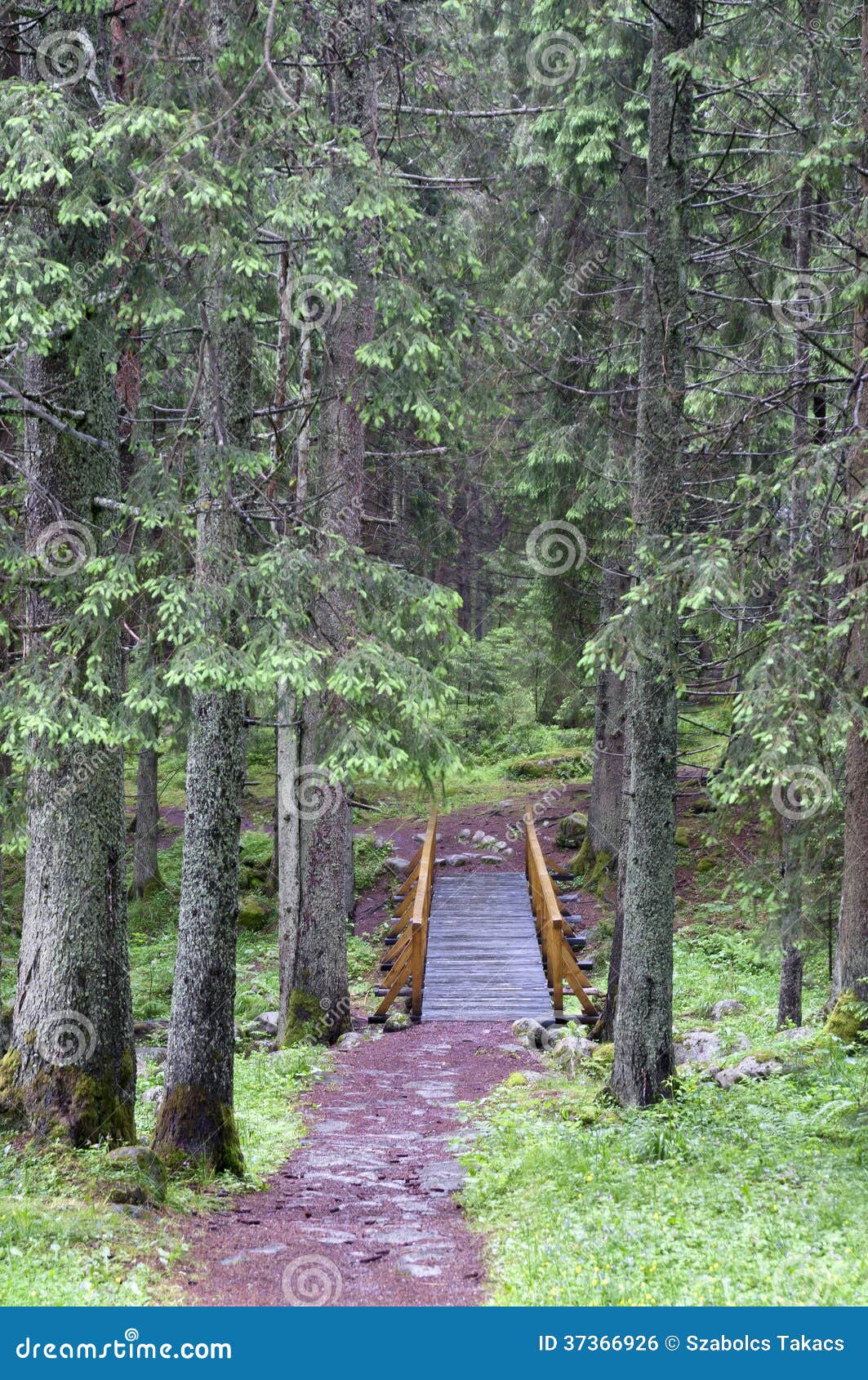 Forest bridge in distance stock photo. Image of direction - 37366926