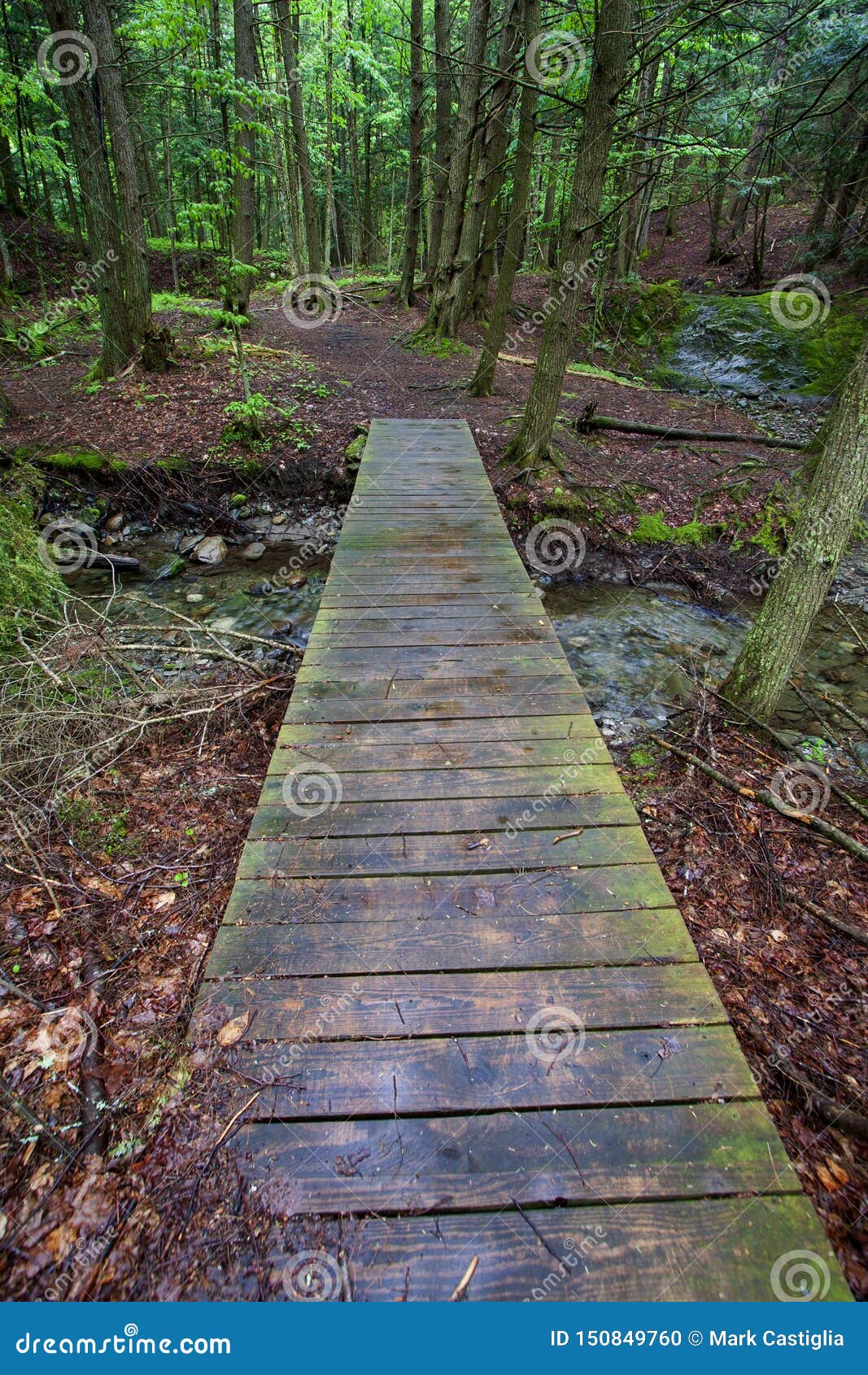 Wooden Bridge Over Forest Stream Stock Photo - Image of england, hiking ...